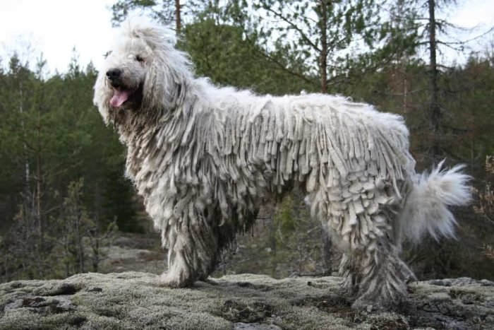 Working Group Dogs Are Strong And Intelligent - Top Dog