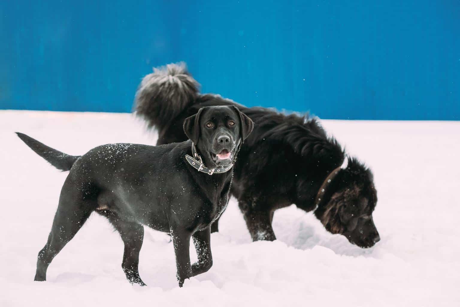 Working Group Dogs Are Strong And Intelligent | Top Dog Forum