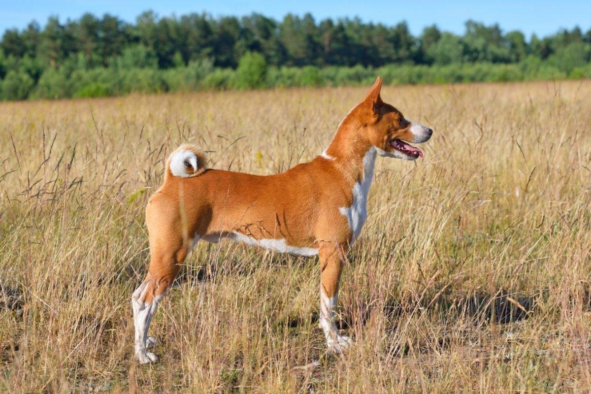 Front Page - Top Dog Forum