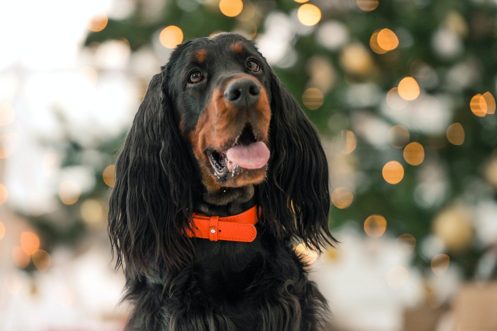 Gordon Setter: Excellent Family Dog | Top Dog Forum