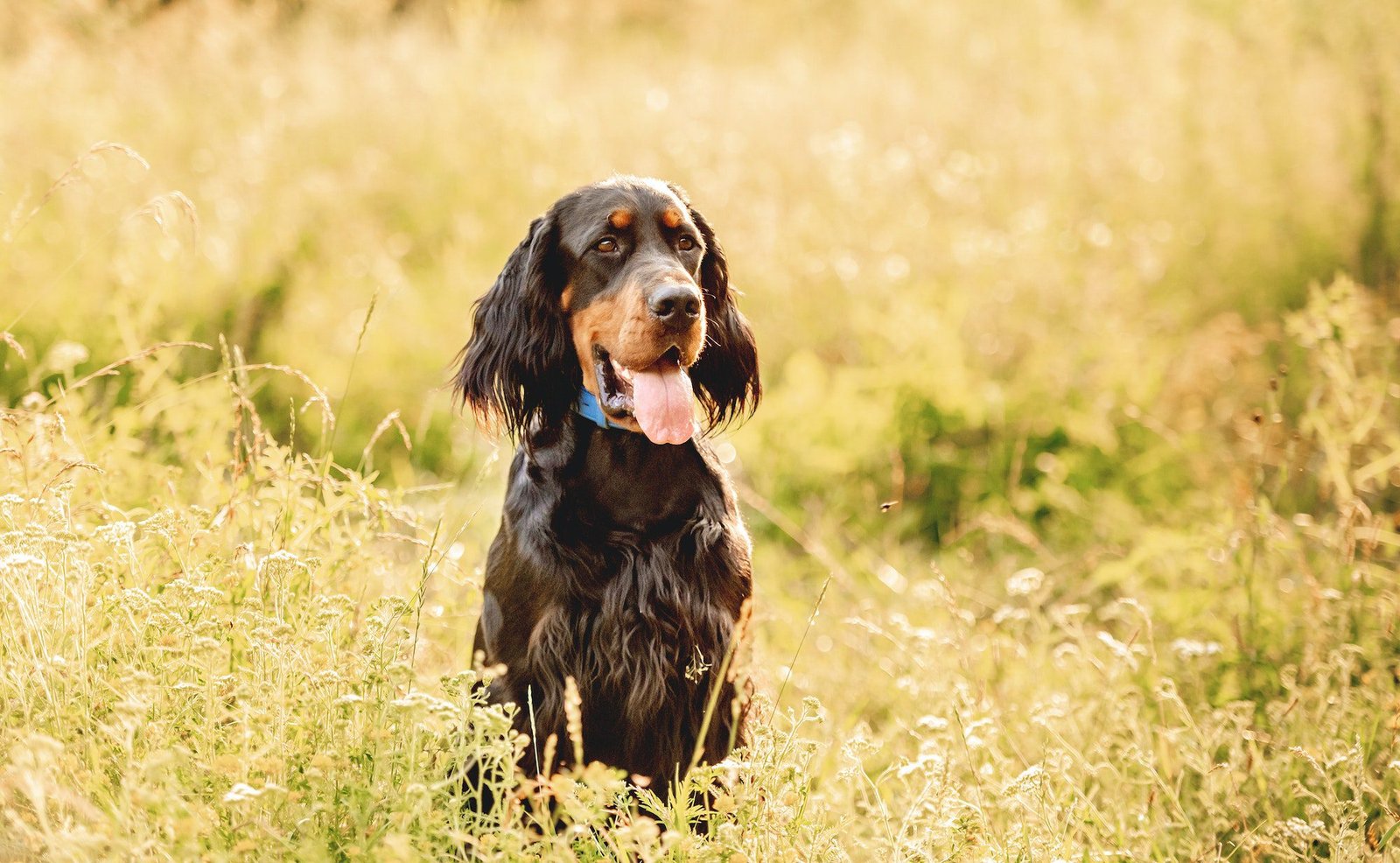 Gordon Setter: Excellent Family Dog - Top Dog
